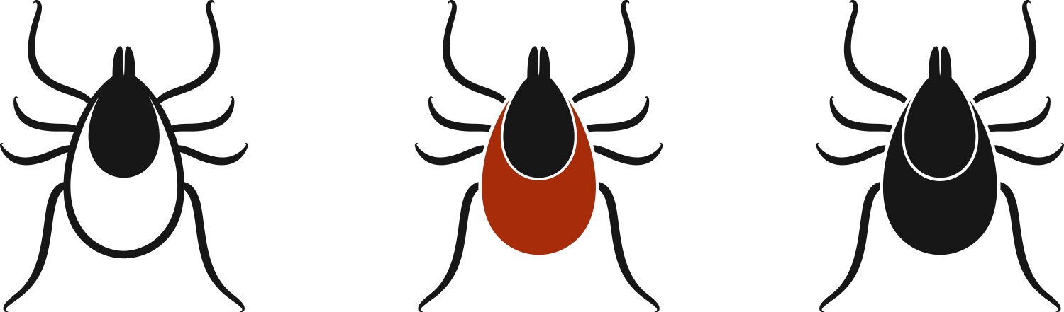 Mite Royalty Free Vector Image - VectorStock