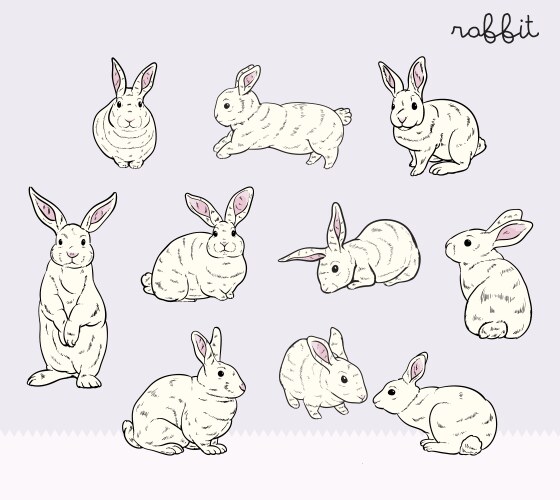 Rabbit Collection Vector Images (over 30,000)