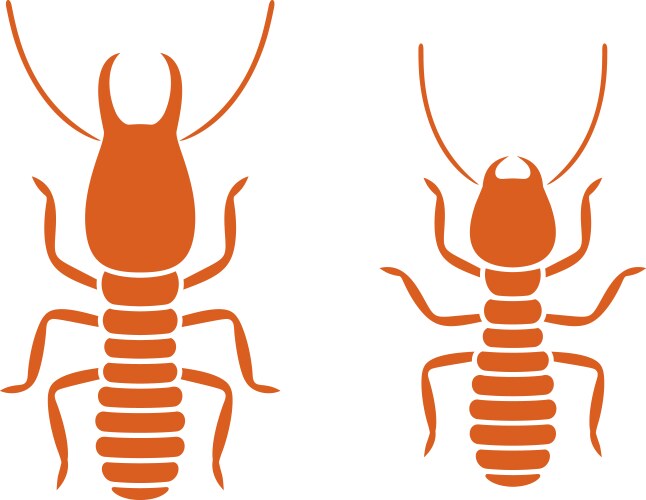 Termite Royalty Free Vector Image - VectorStock