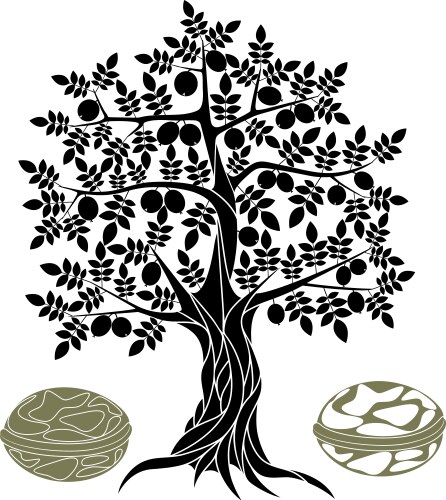 Walnut Tree Vector Images (over 1,700)