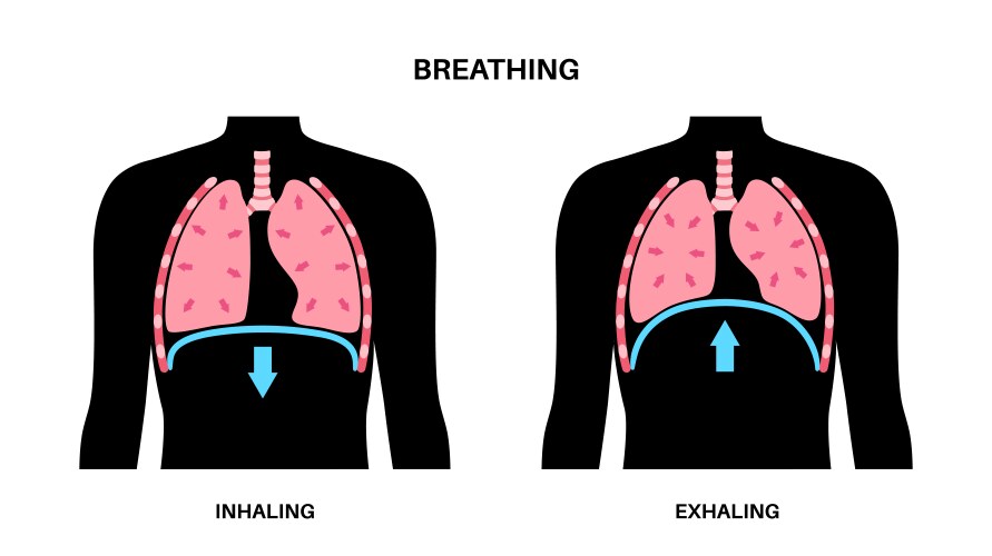 Human Breathing Anatomy Poster Royalty Free Vector Image