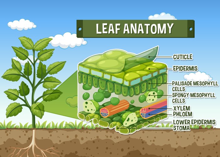 Leaf Diagram Vector Images (over 3,300)