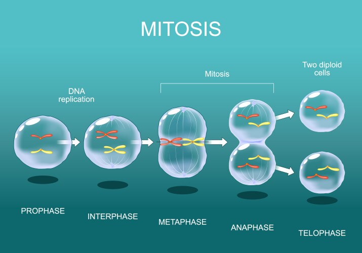 Mitosis cell division Royalty Free Vector Image