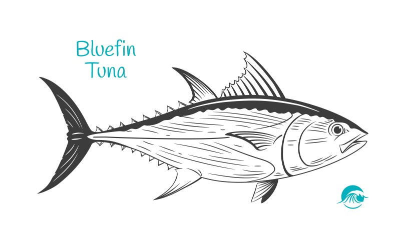 Tuna Vector Images (over 32,000)
