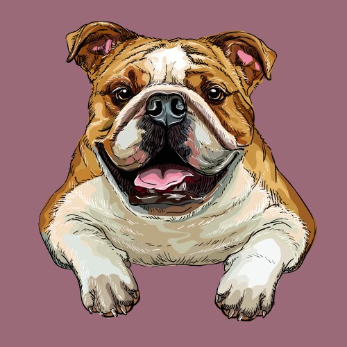 Bulldog Vector Images (over 22,000)