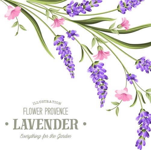 Lavender Vector Images (over 18,000)
