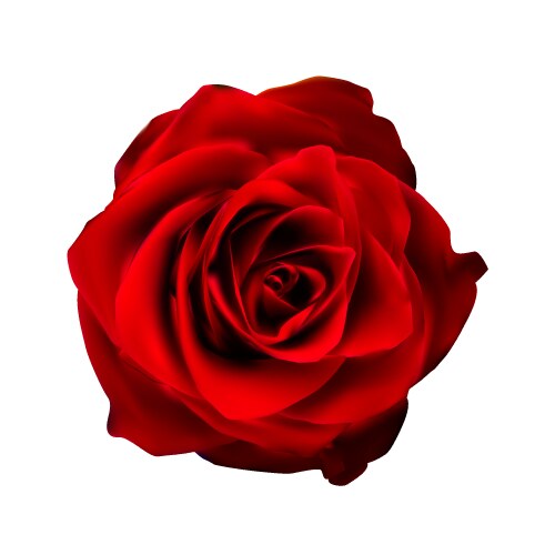 Red rose cartoon style on white background Vector Image