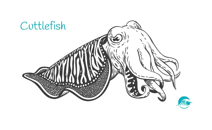 Cuttlefish silhouette and minimalist line art Vector Image