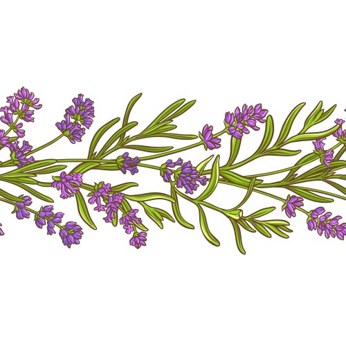 Lavanda Vector Images (over 230)
