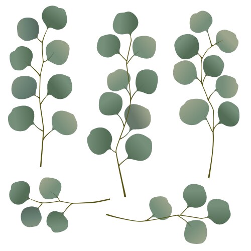 Eucalyptus Vector Images (over 18,000)