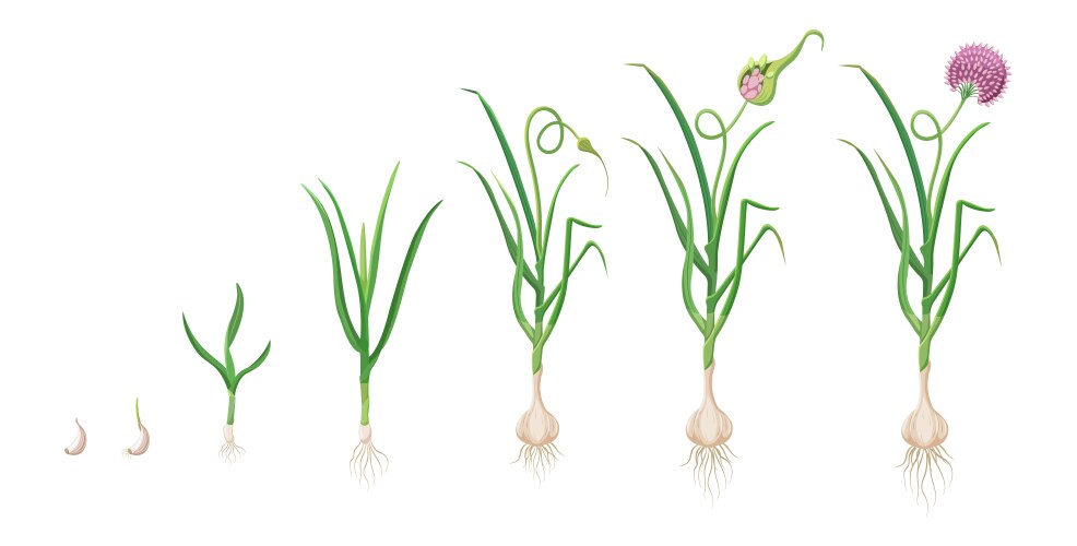 Rice growth in stages cycle of growing grain Vector Image