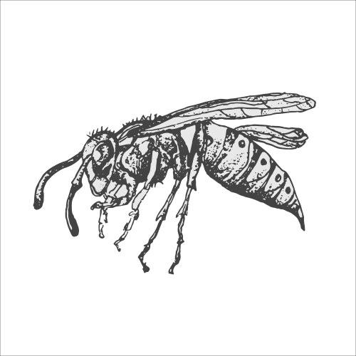 Wasp Vector Images (over 12,000)