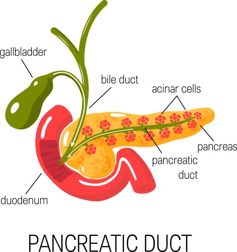 Hormones pancreas gland and human organs Vector Image