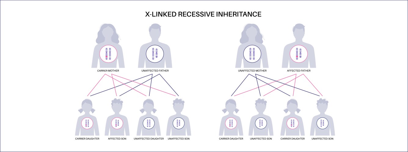 Autosomal Recessive Inheritance Royalty Free Vector Image