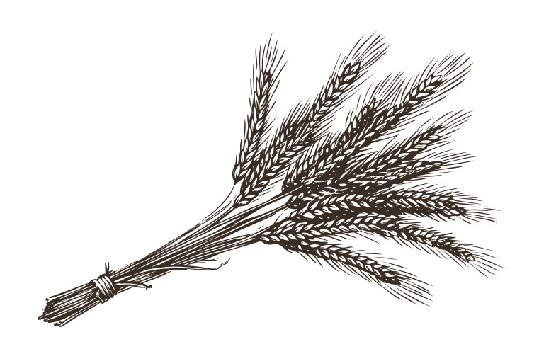 Rice Straw Vector Images (over 1,500)