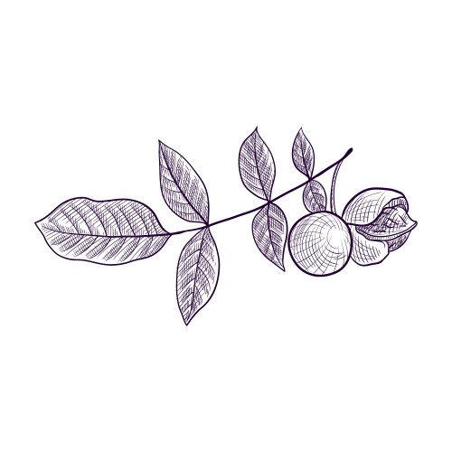 Drawing branch beech tree Royalty Free Vector Image