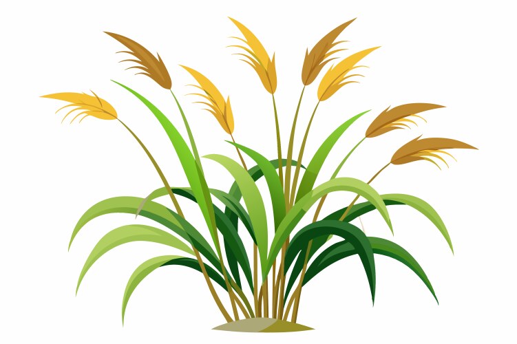Green napier grass b Royalty Free Vector Image