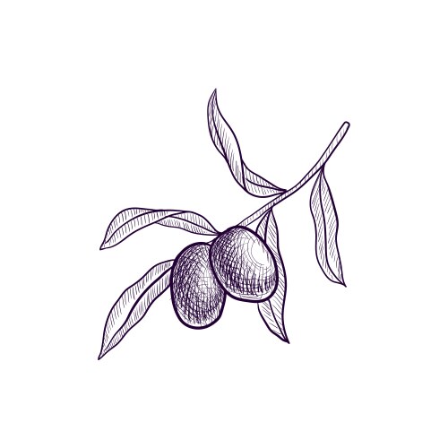 Olive Tree Drawing Vector Images (over 4,500)