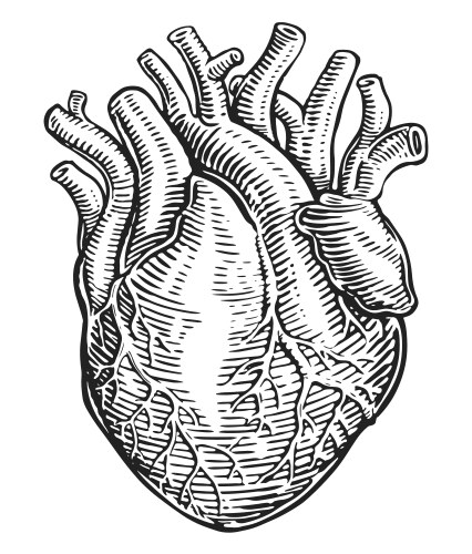 Human biology organs anatomy Royalty Free Vector Image