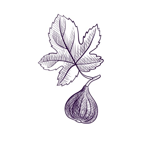 Fruits and leaves of fig Royalty Free Vector Image