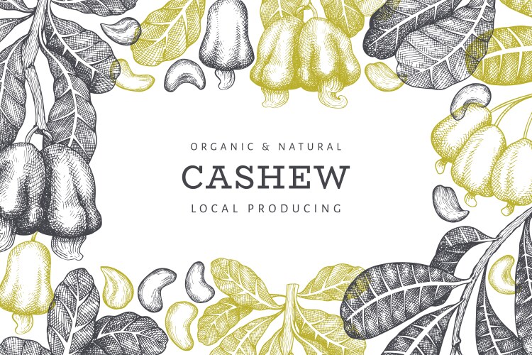 Hand drawn sketch cashew design template organic Vector Image