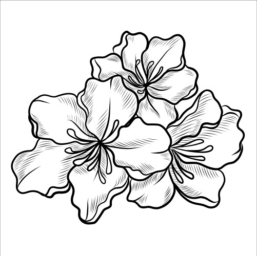 Rhododendron flower outlines botanical line art Vector Image