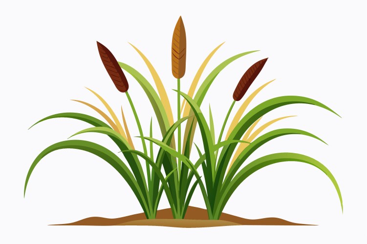 Green napier grass b Royalty Free Vector Image