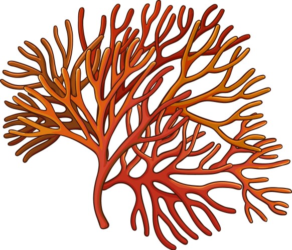 Sea moss plant colored detailed Royalty Free Vector Image