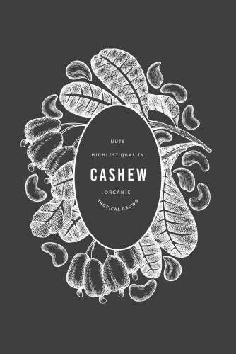 Hand drawn sketch cashew design template organic Vector Image