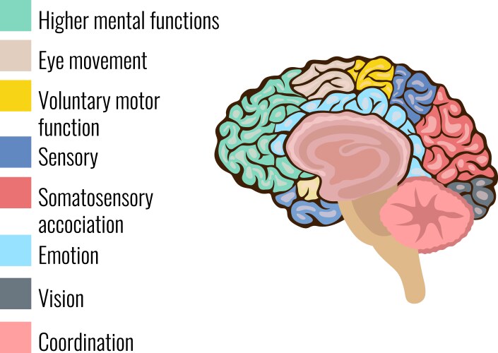 Brain anatomy color scheme Royalty Free Vector Image