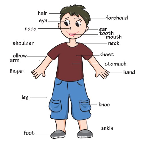 Boy body parts diagram poster Royalty Free Vector Image