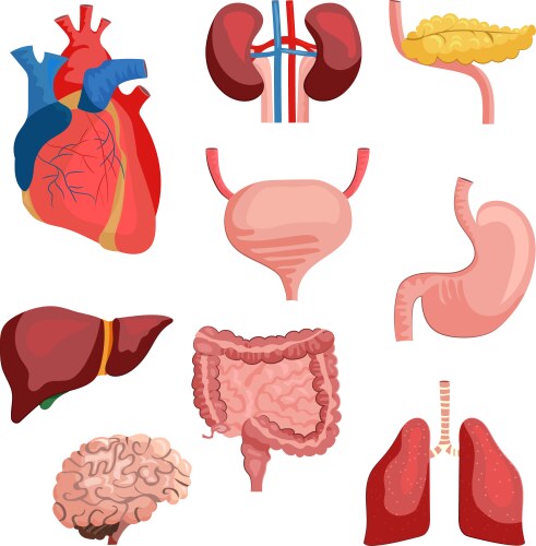 Internal Vector Images (over 490,000)