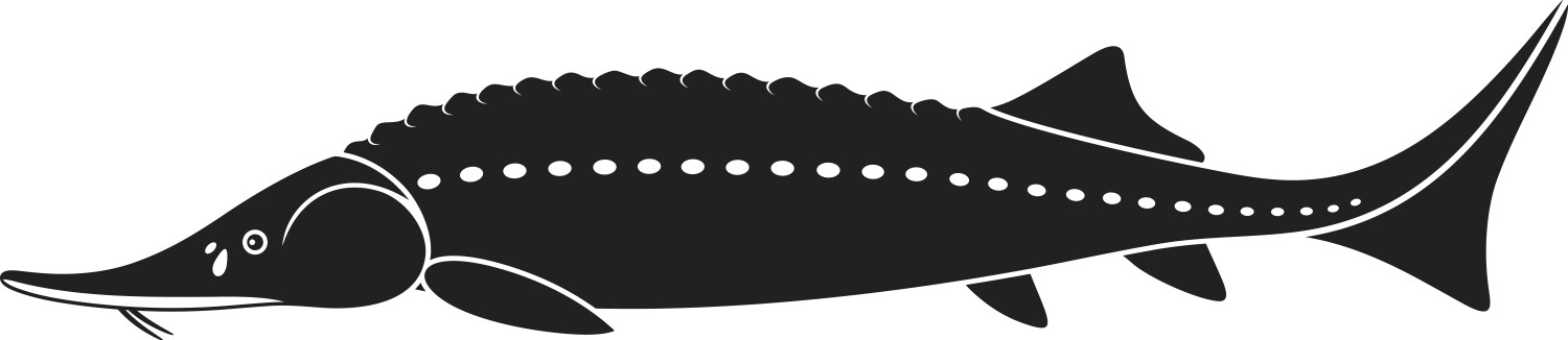 Sturgeon Vector Images (over 1,500)