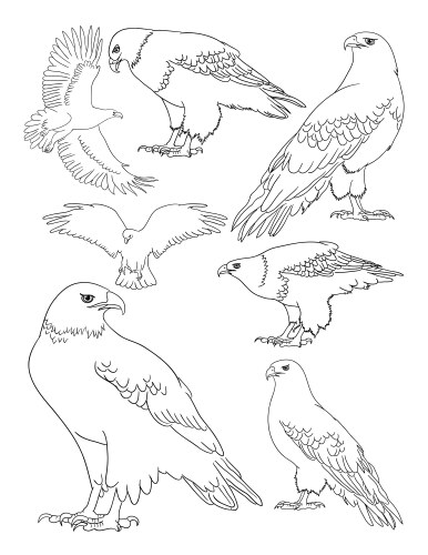 Eagle Line Art Vector Images (over 11,000)