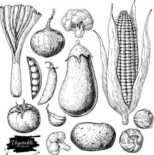 Vegetable Vector Images (over 600,000)