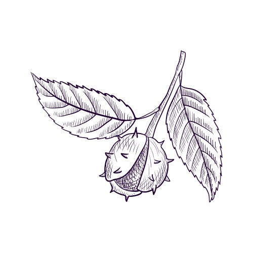 Chestnut cartoon Royalty Free Vector Image - VectorStock