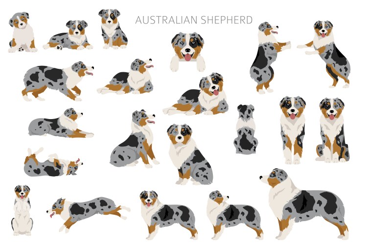 Australian Shepherd Vector Images (over 1,200)