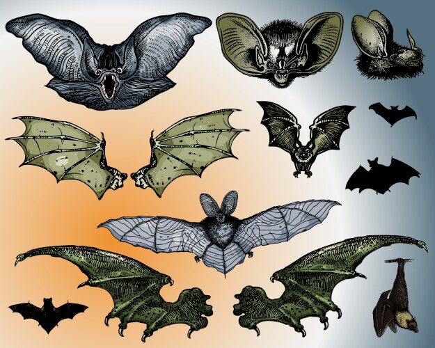 Bats Vector Images (over 130,000)