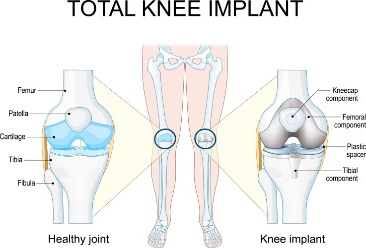 Anatomy knee joint cross section showing Vector Image