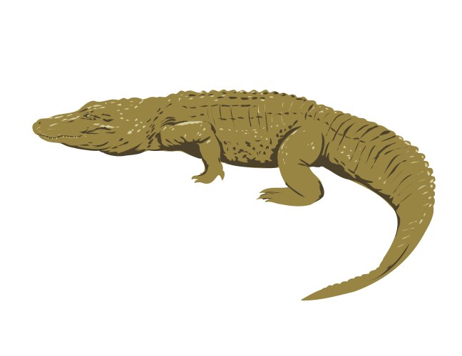 Alligator Vector Images (over 12,000)