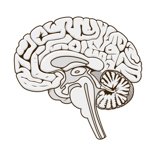 Structure of human brain schematic Royalty Free Vector Image