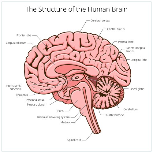 Structure of human brain section schematic Vector Image