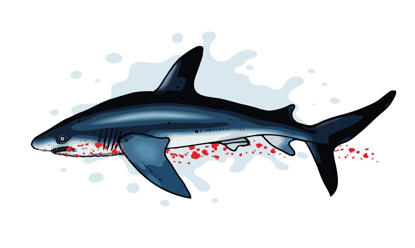 Shark Royalty Free Vector Image - VectorStock