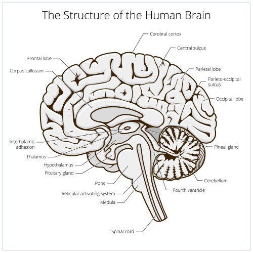 Structure of human brain section schematic Vector Image
