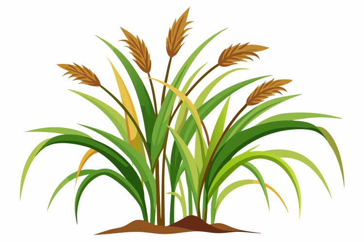 Green napier grass i Royalty Free Vector Image