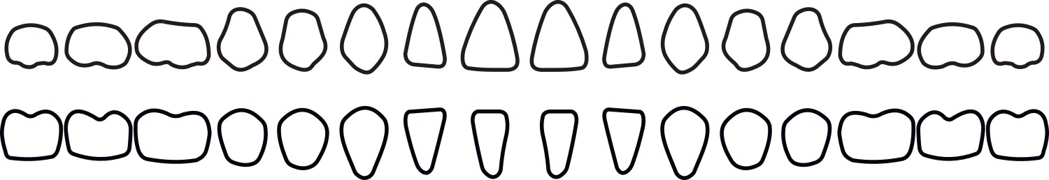 Primary teeth Royalty Free Vector Image - VectorStock