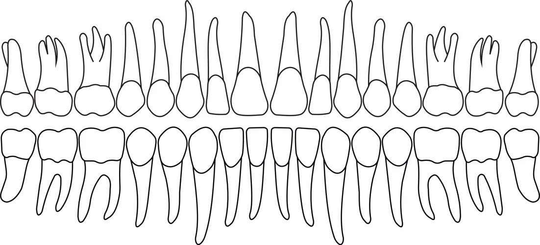Primary teeth Royalty Free Vector Image - VectorStock