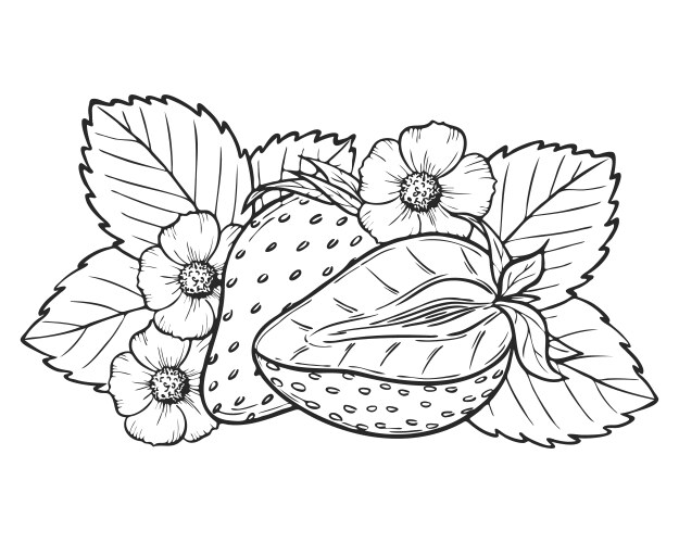 Strawberry line art composition Royalty Free Vector Image