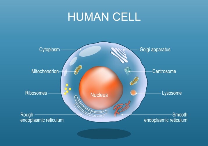 Fibroblast cell structure and anatomy Royalty Free Vector