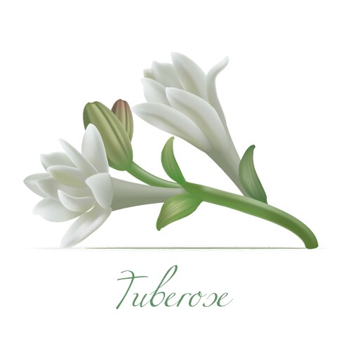 Tuberose Flowers Vector Images (over 240)